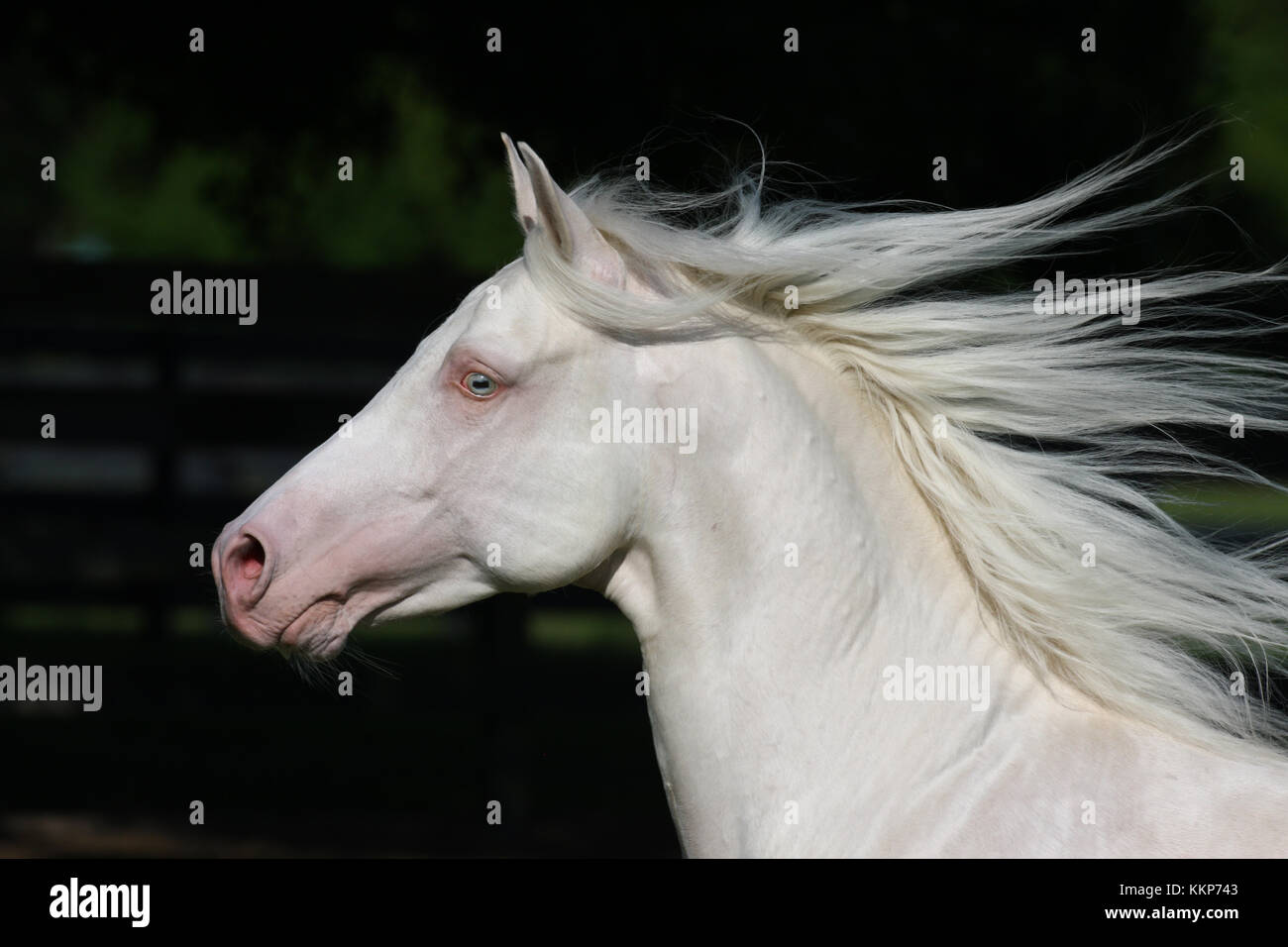 Cremello horse hi-res stock photography and images - Alamy