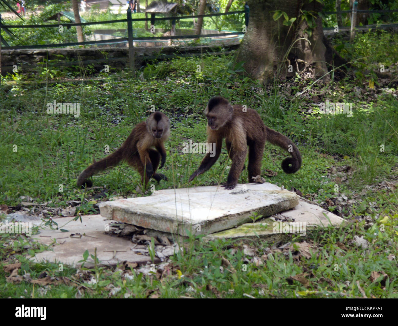 Two monkeys in Venezuela Stock Photo - Alamy