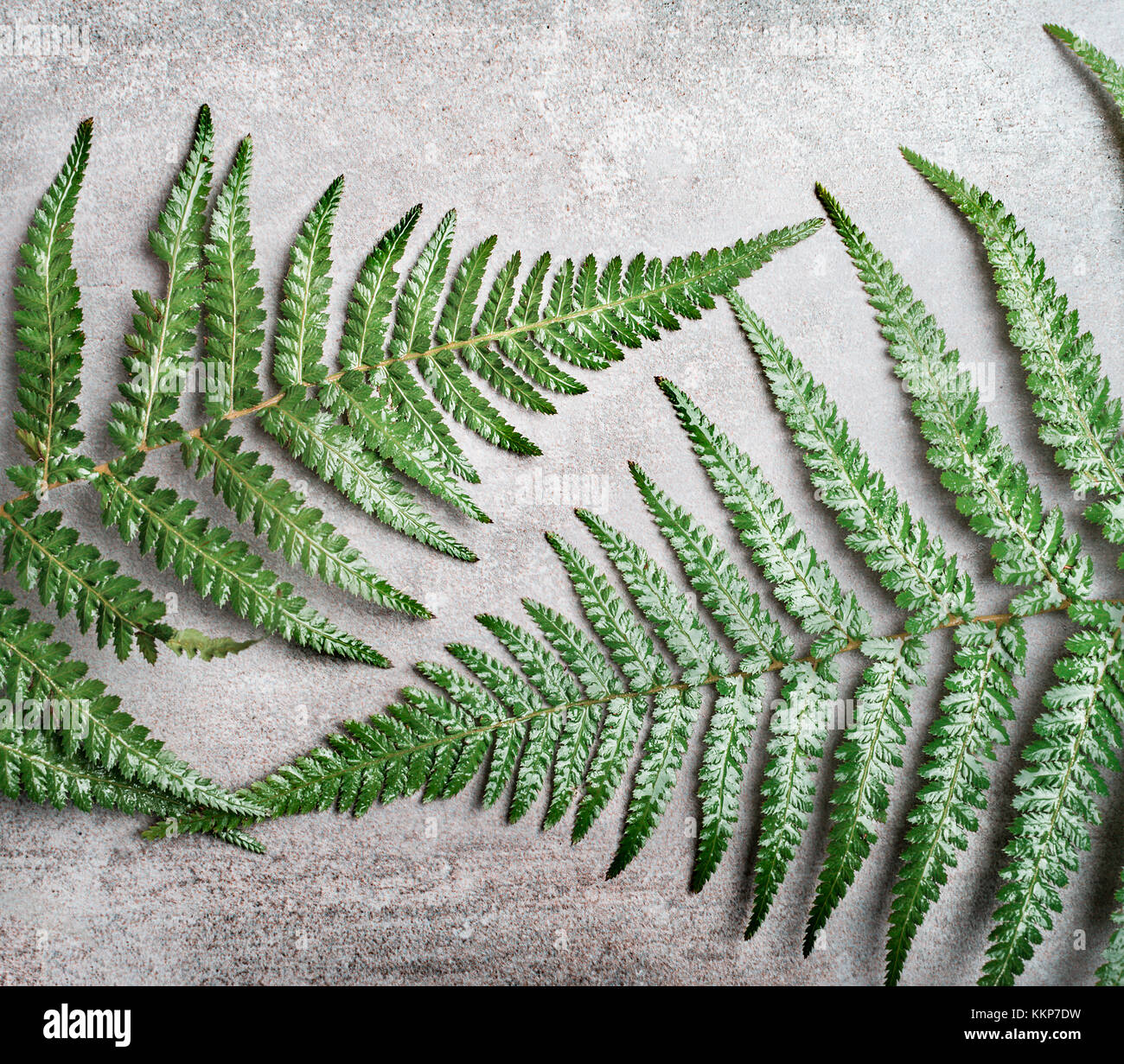 Two fern leaves on gray rustic concrete background , top view Stock ...