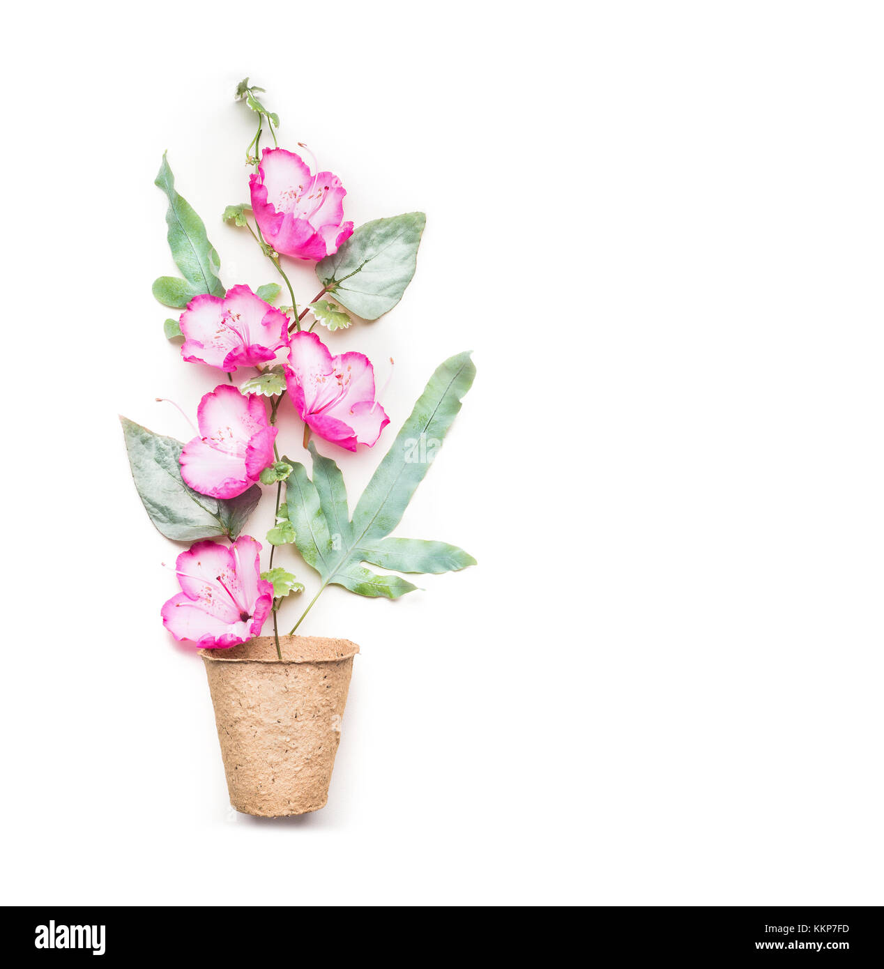 Gardening or planting concept with planting peat pots and pink flowers ...