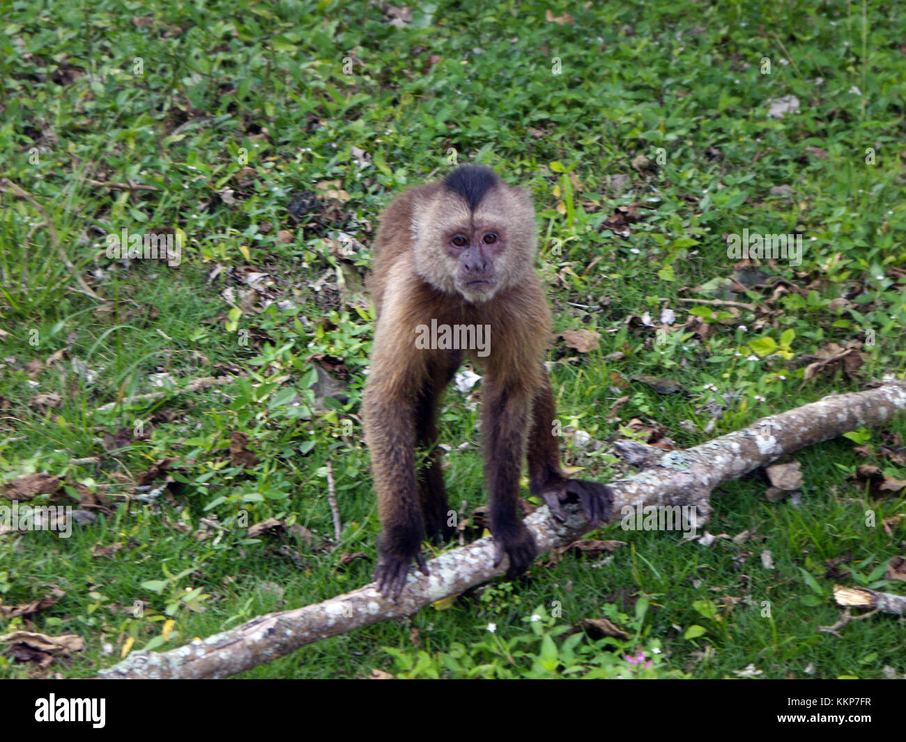 A monkey alone in Venezuela Stock Photo - Alamy
