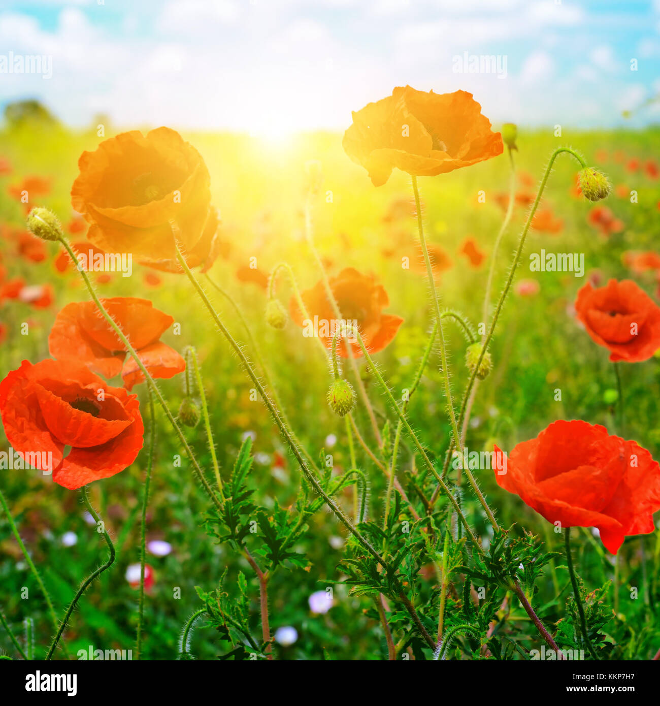 Beautiful red poppies sunset hi-res stock photography and images - Alamy