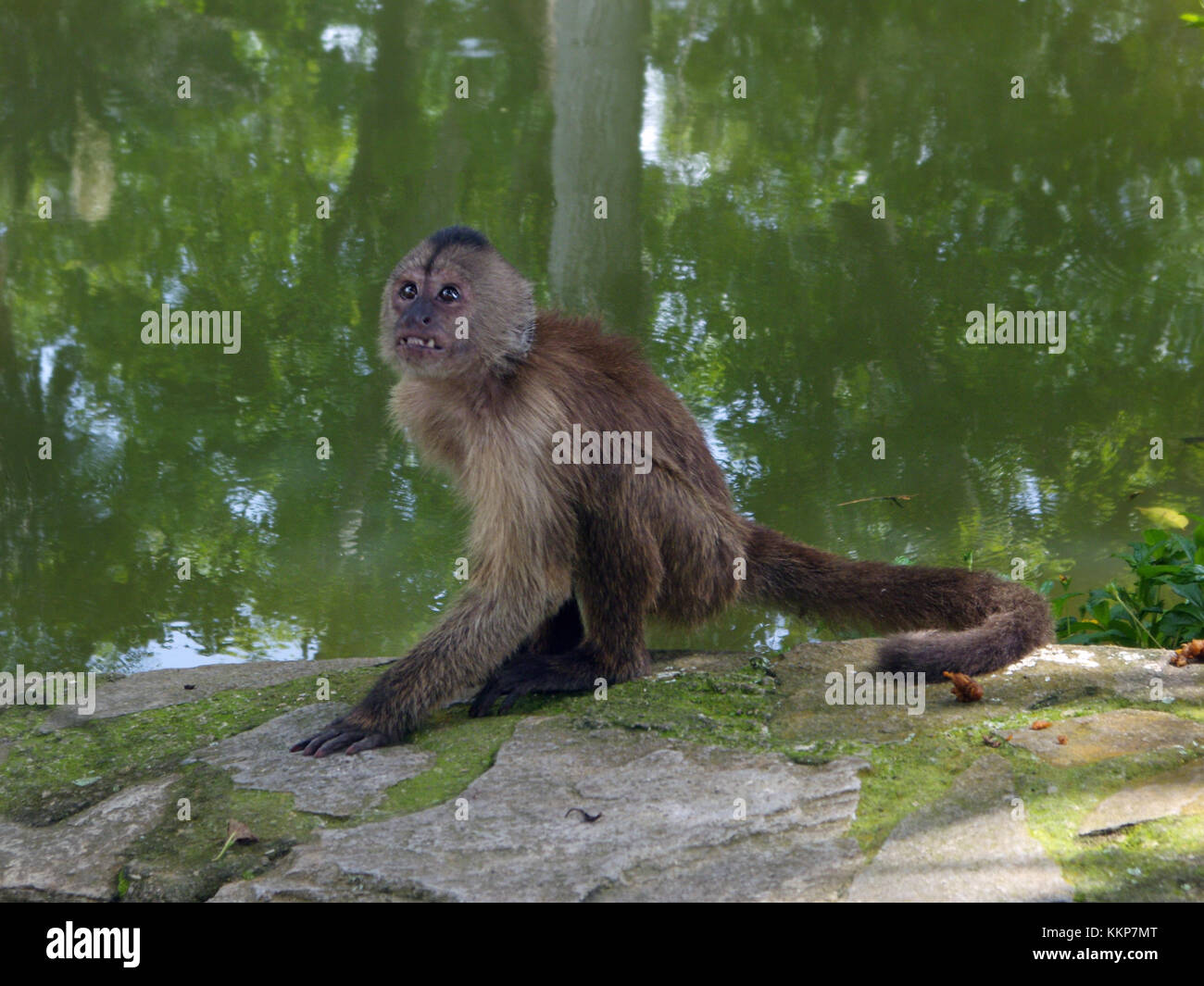 A monkey alone in Venezuela Stock Photo - Alamy