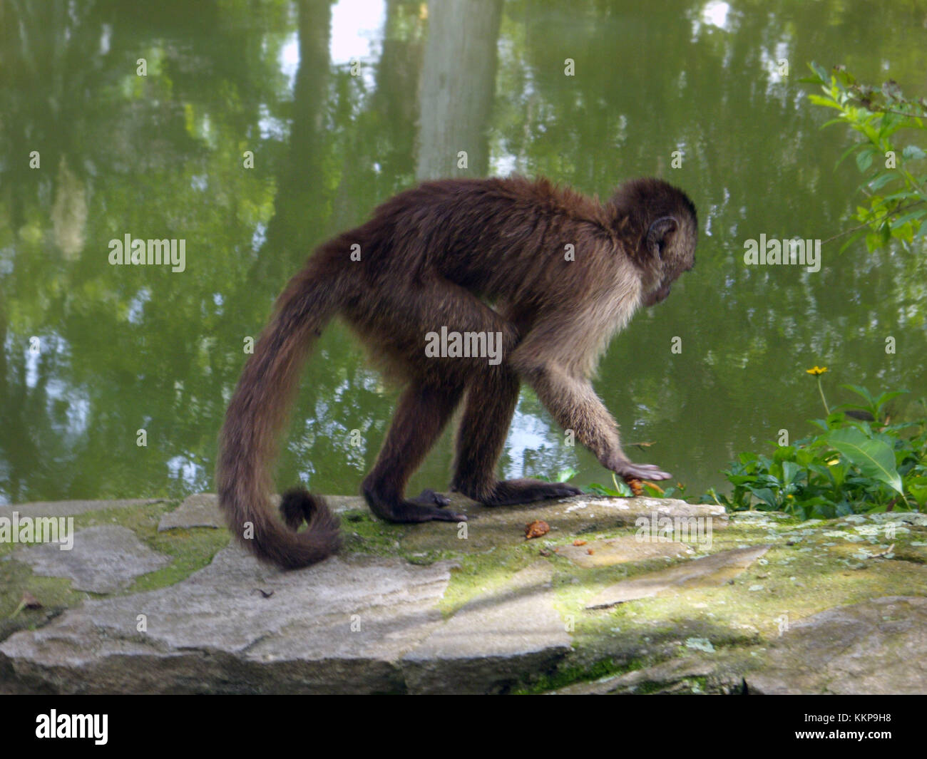 A monkey alone in Venezuela Stock Photo - Alamy