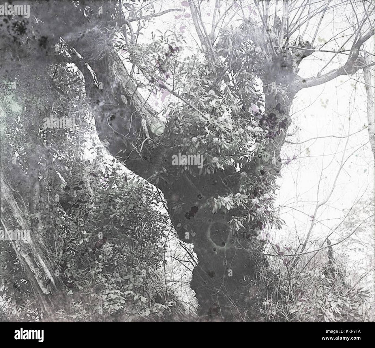 A rhododendron plant grows in the branches of an ancient chinar tree in ...
