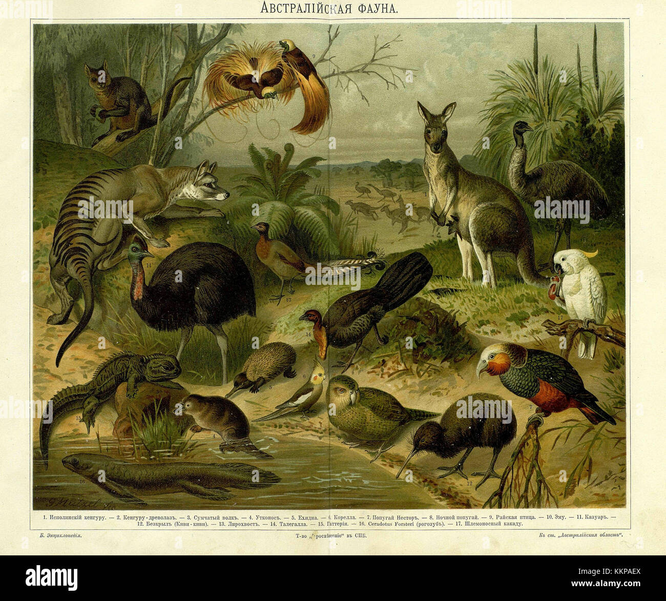 The Yuzhakov Big Encyclopedia of Australian Fauna, a comprehensive ...