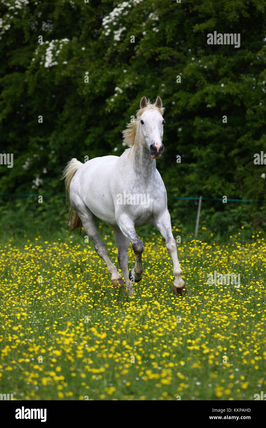 Irish draught hi-res stock photography and images - Alamy