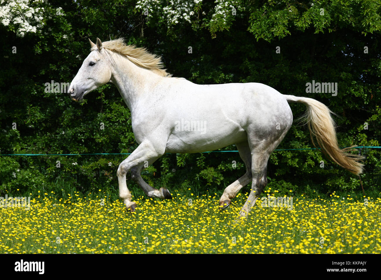 Irish Draft Horse High Resolution Stock Photography and Images - Alamy
