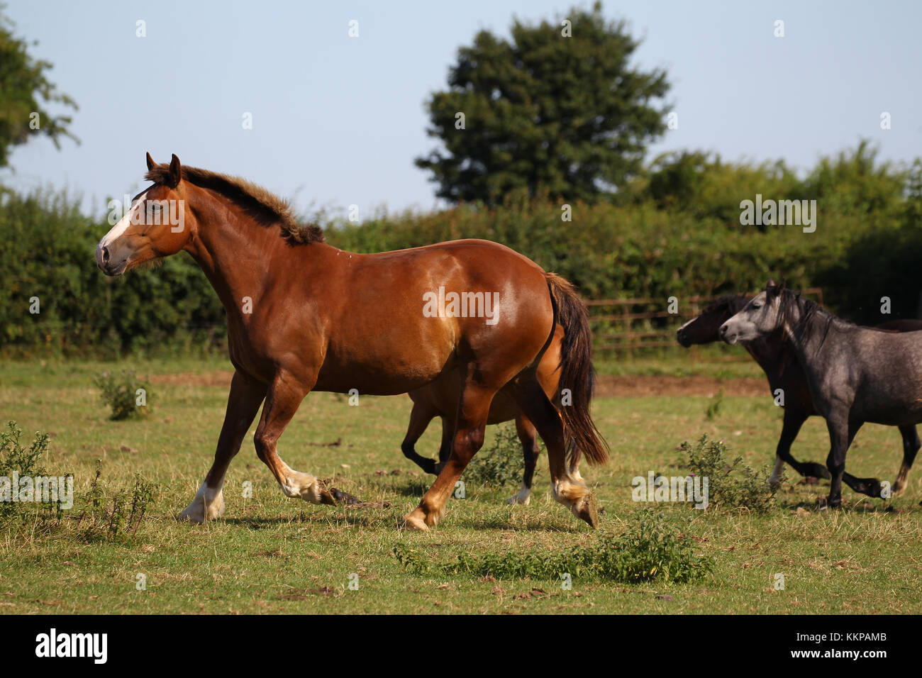 Chestnut draught horse hi-res stock photography and images - Alamy