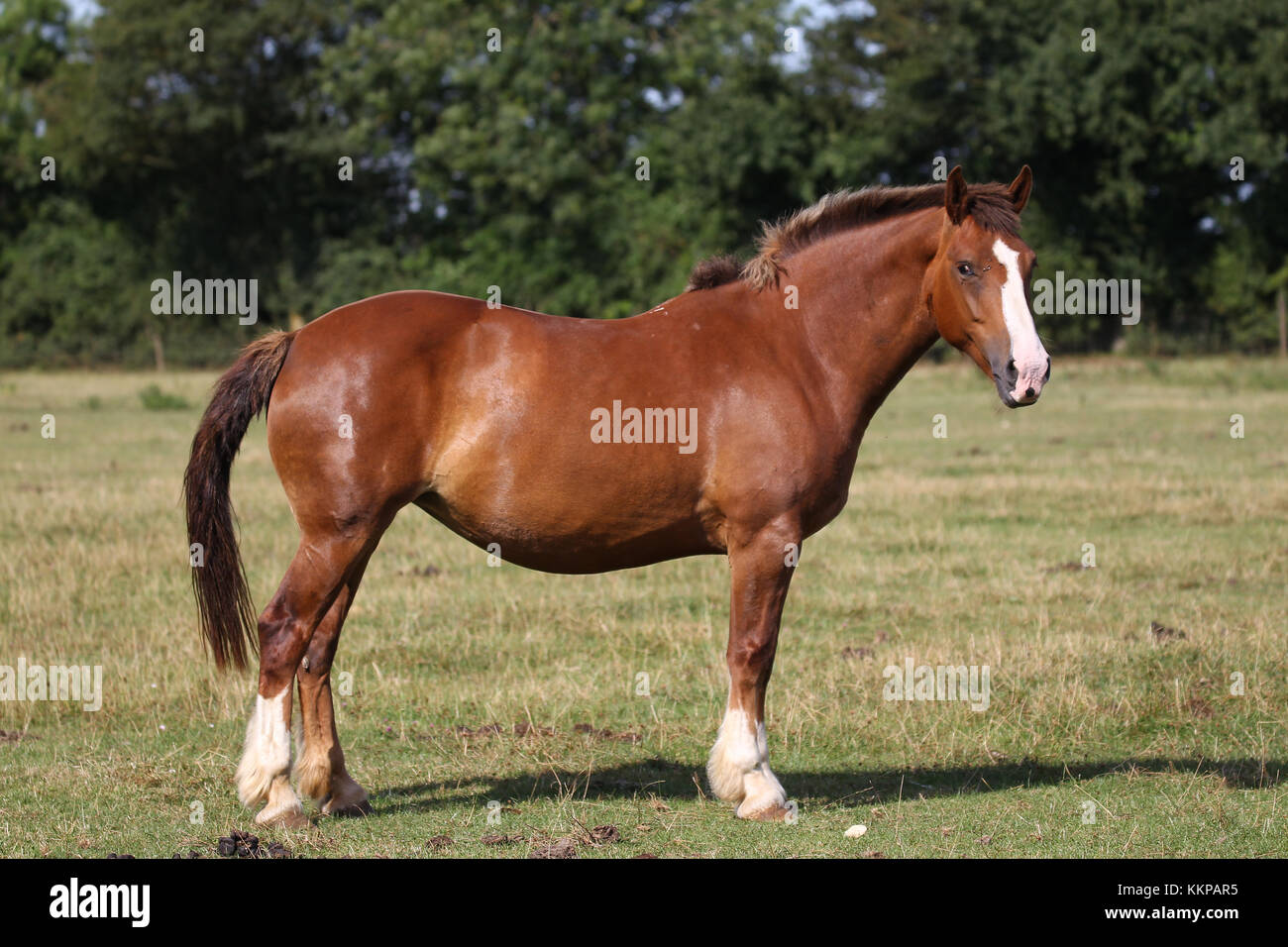 Uk draught hi-res stock photography and images - Alamy