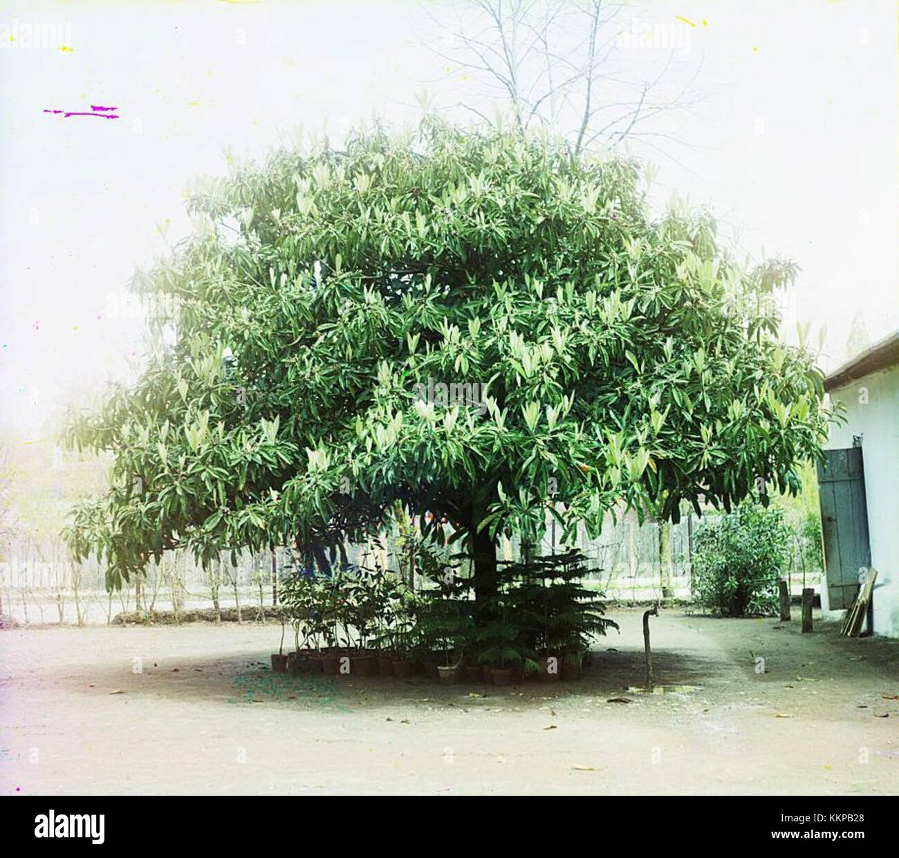 Batum is known for its cultivation of the Japanese medlar, a fruit tree ...