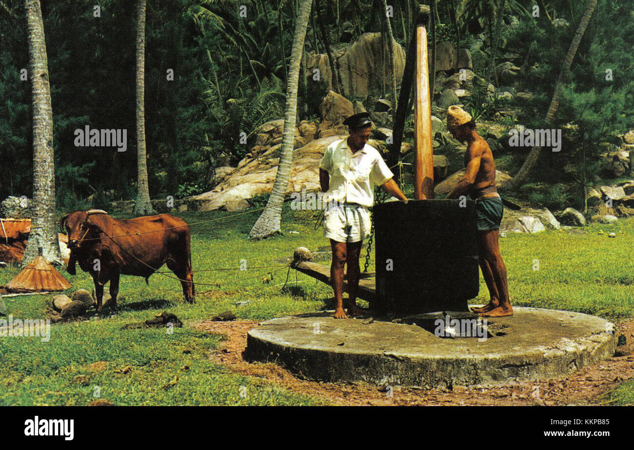 Processing coconuts hi-res stock photography and images - Alamy