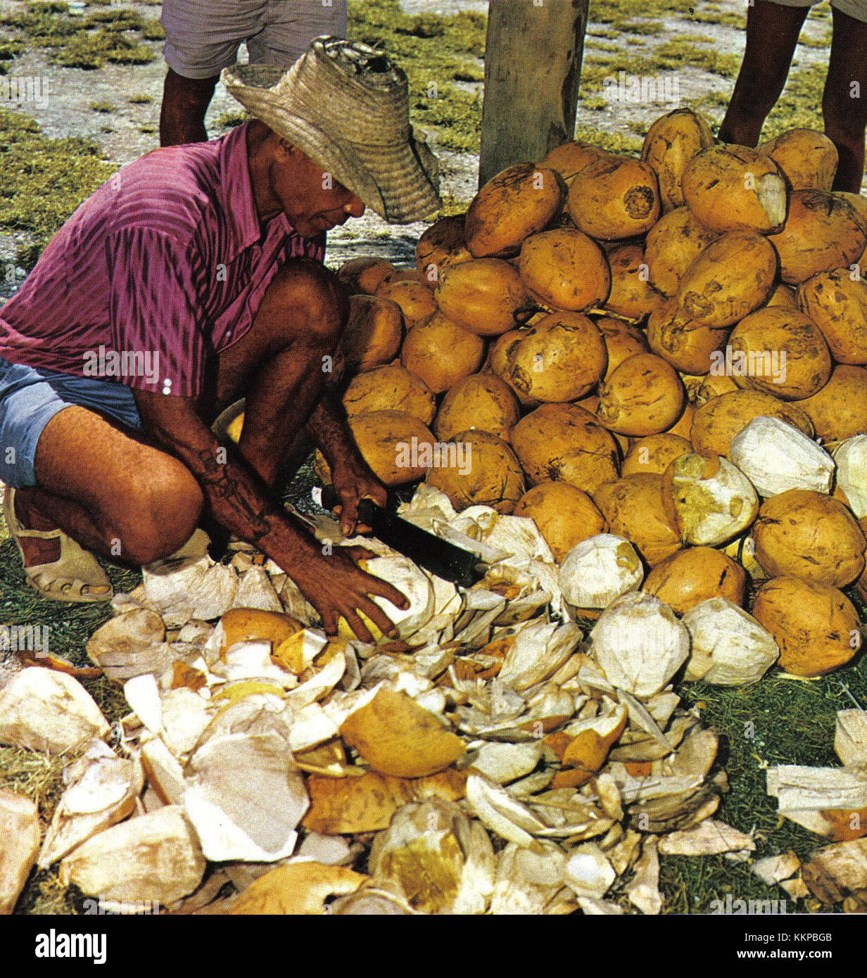 This photograph captures the process of cutting coconuts in the ...