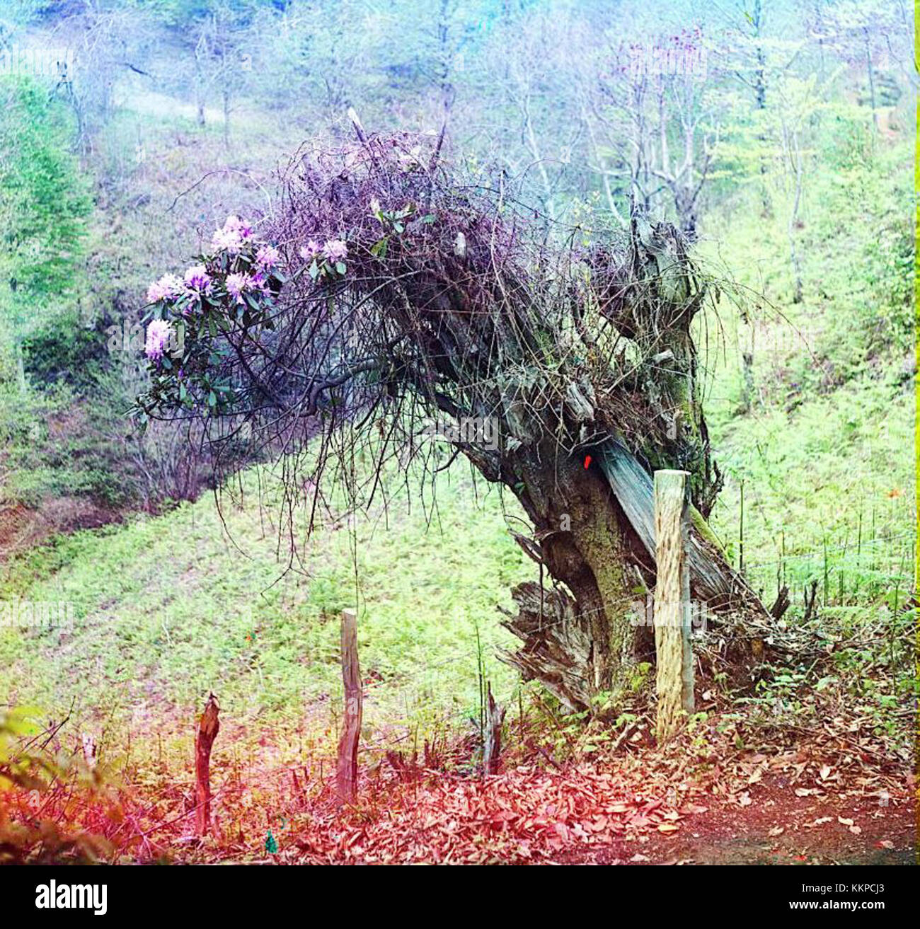 A rhododendron plant growing inside an old tree hollow in Makhindzhauri ...