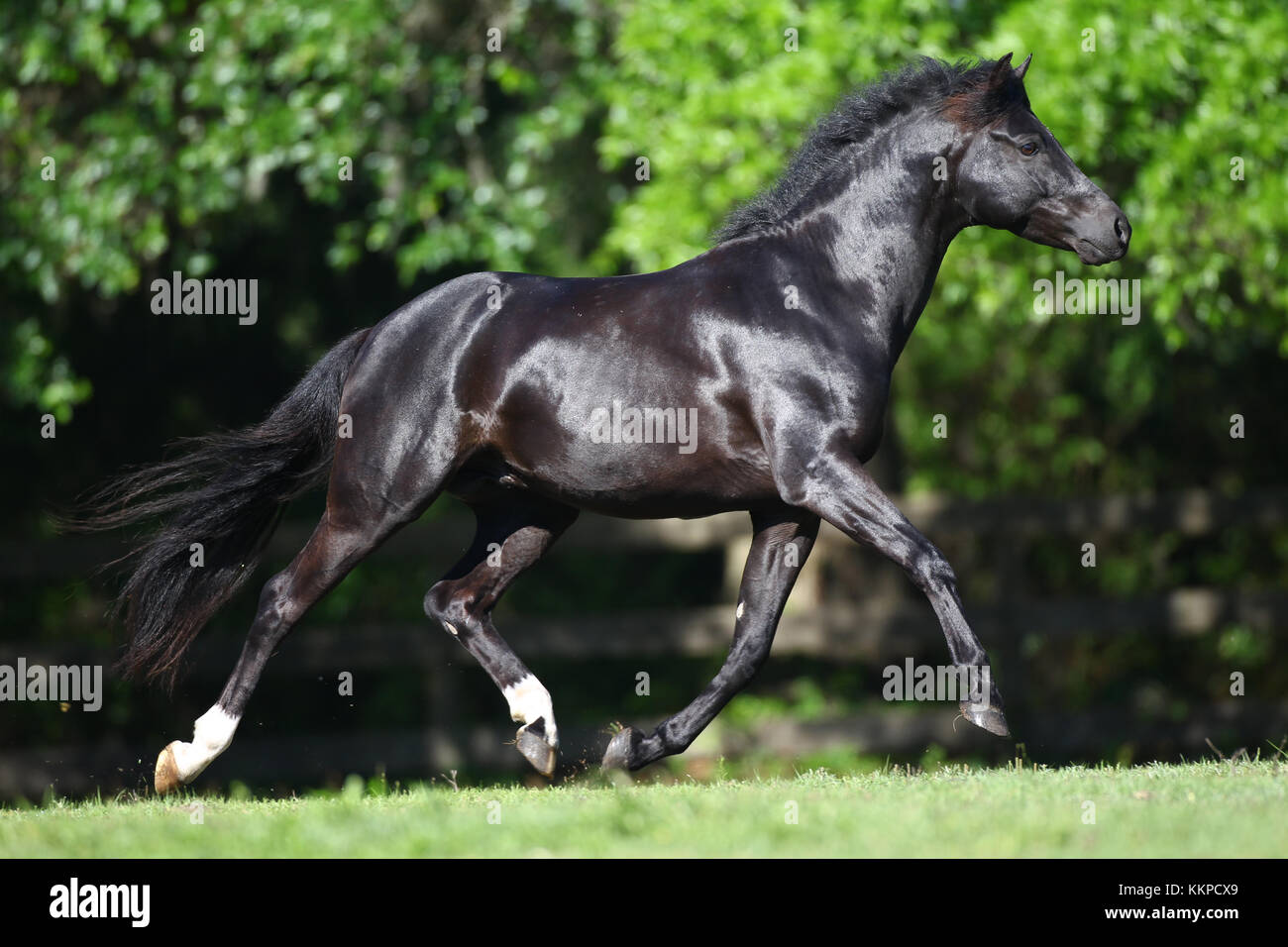 Riding pony hi-res stock photography and images - Alamy