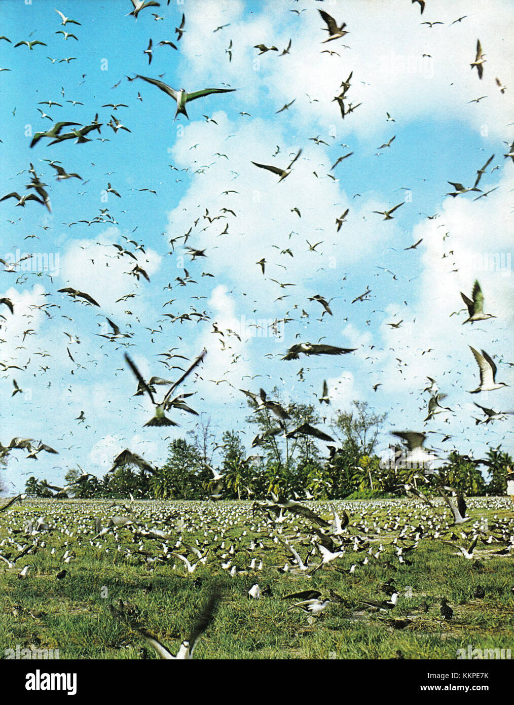 Bird flocks Bird Island Seychelles Stock Photo - Alamy