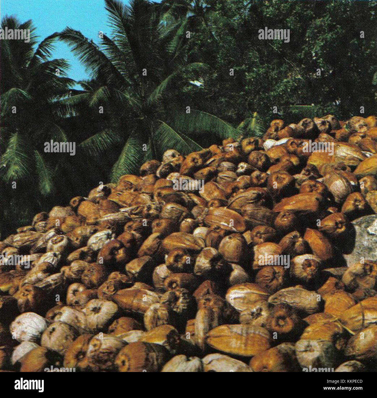 This coconut pile, located in the Seychelles, represents a natural and ...