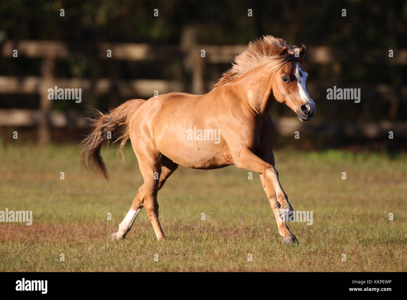 Chestnut pony hi-res stock photography and images - Alamy