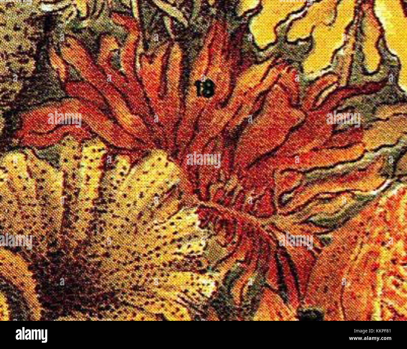 Palmaria palmata, commonly known as dulse, is a type of edible red ...