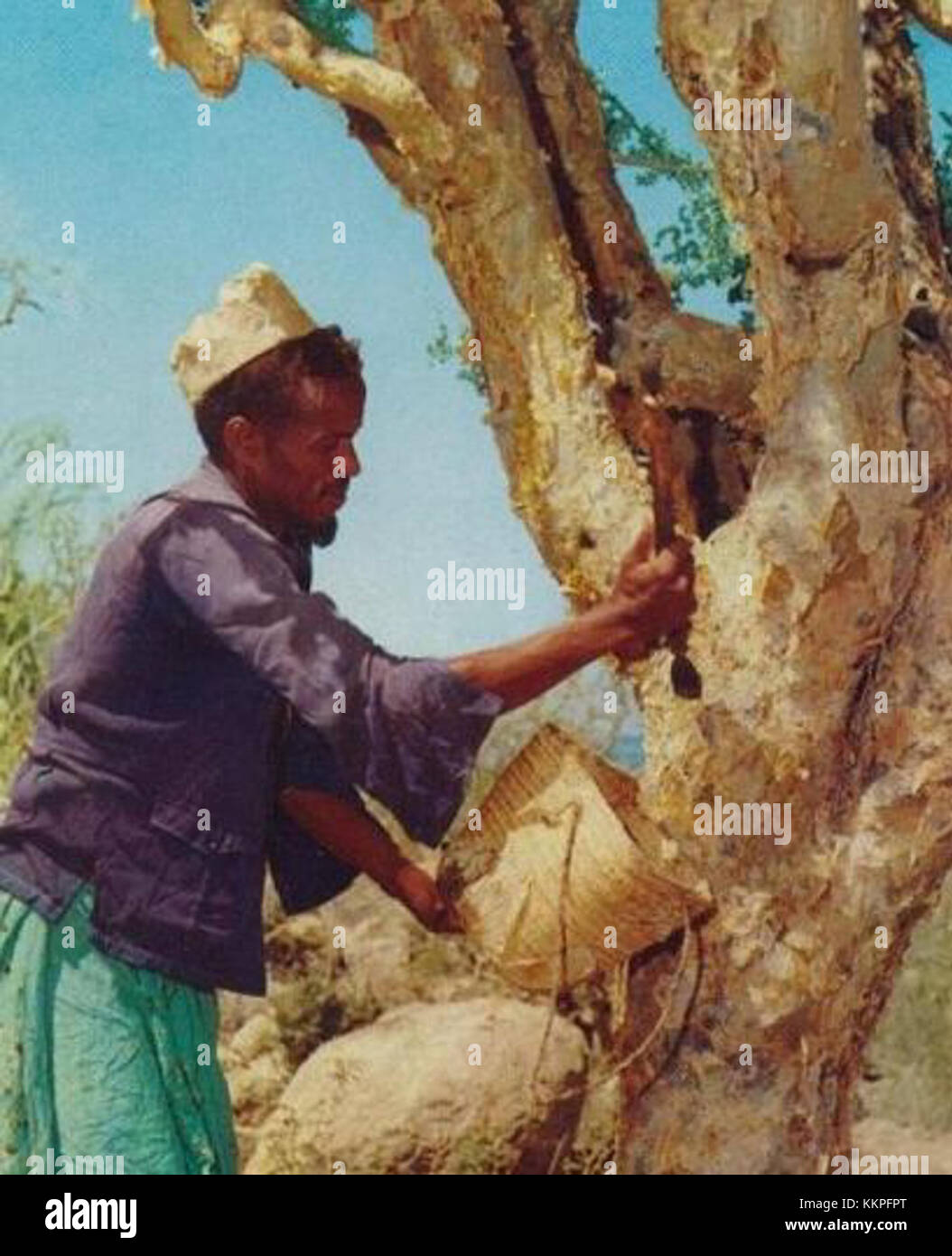 Myrrh tree hi-res stock photography and images - Alamy