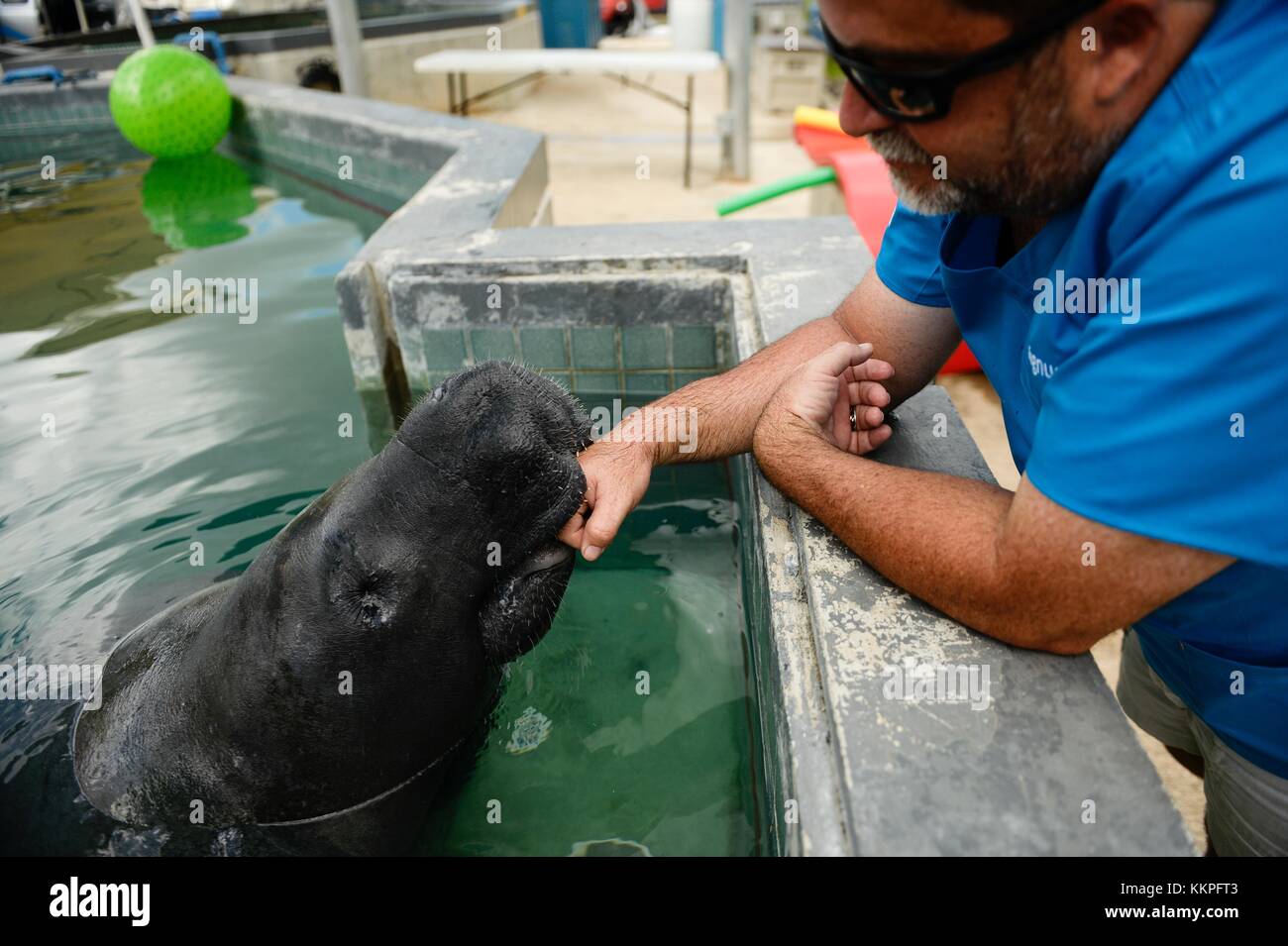 A handler plays with Guacara the Florida manatee in his tank at the ...