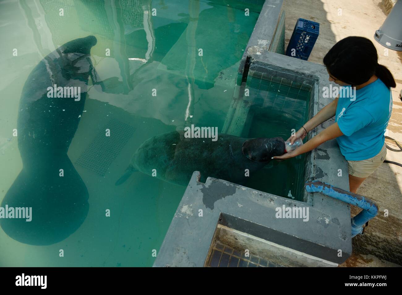 A volunteer feeds a Florida manatee in their tank at the Inter-American ...