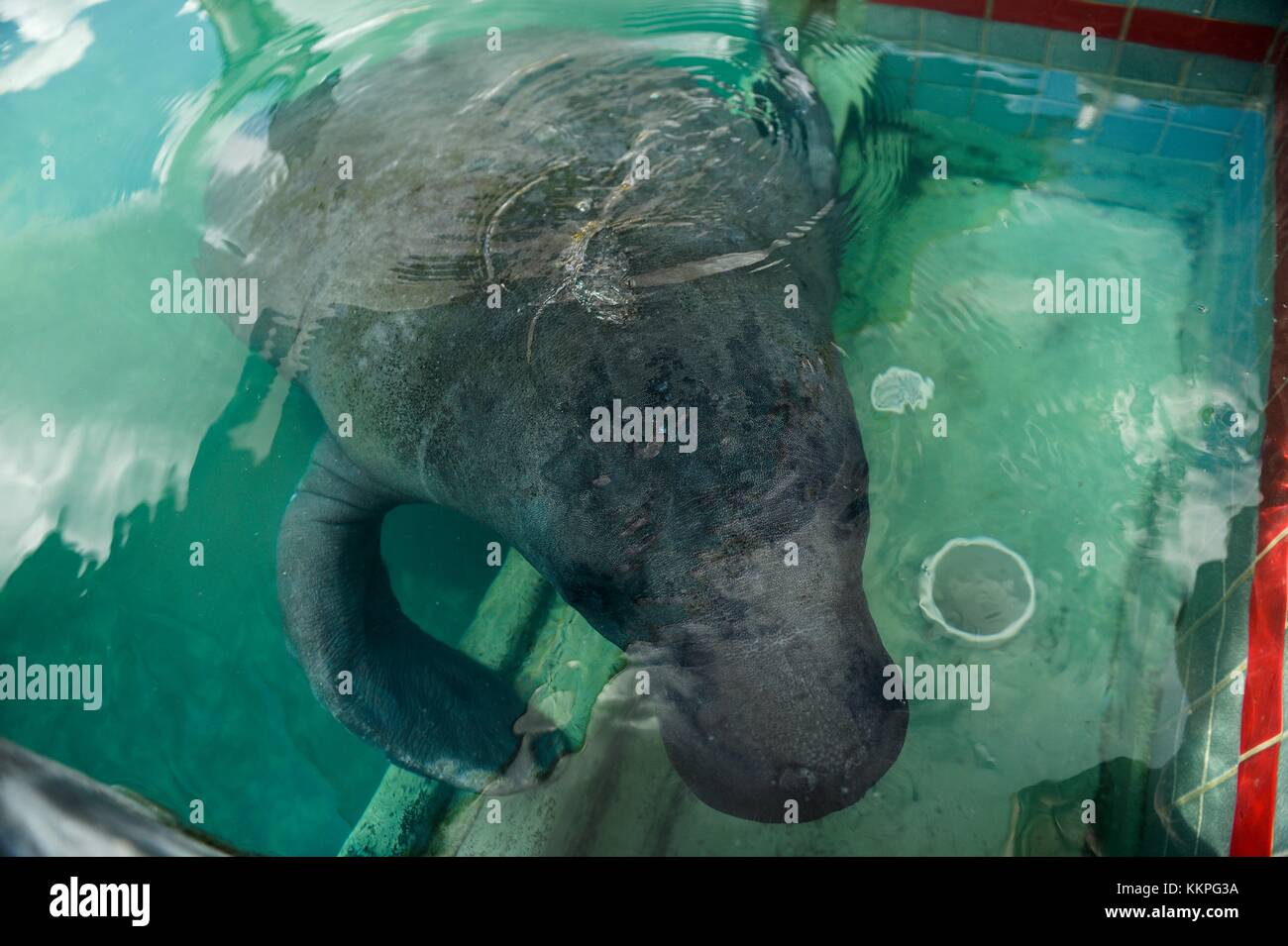 Guacara the Florida manatee plays in his tank at the Inter-American ...