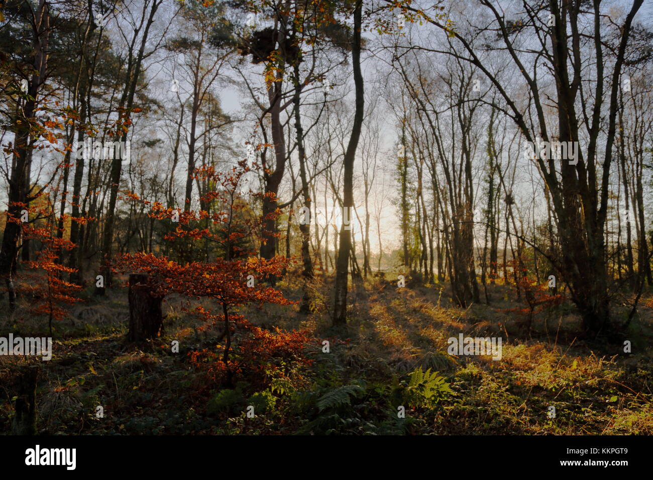 Morning Sun through trees Wareham Dorset England Stock Photo - Alamy