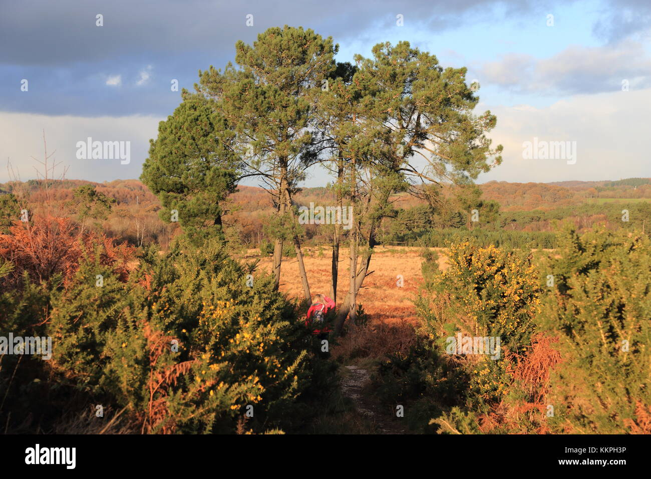 Wareham Forest High Resolution Stock Photography and Images - Alamy