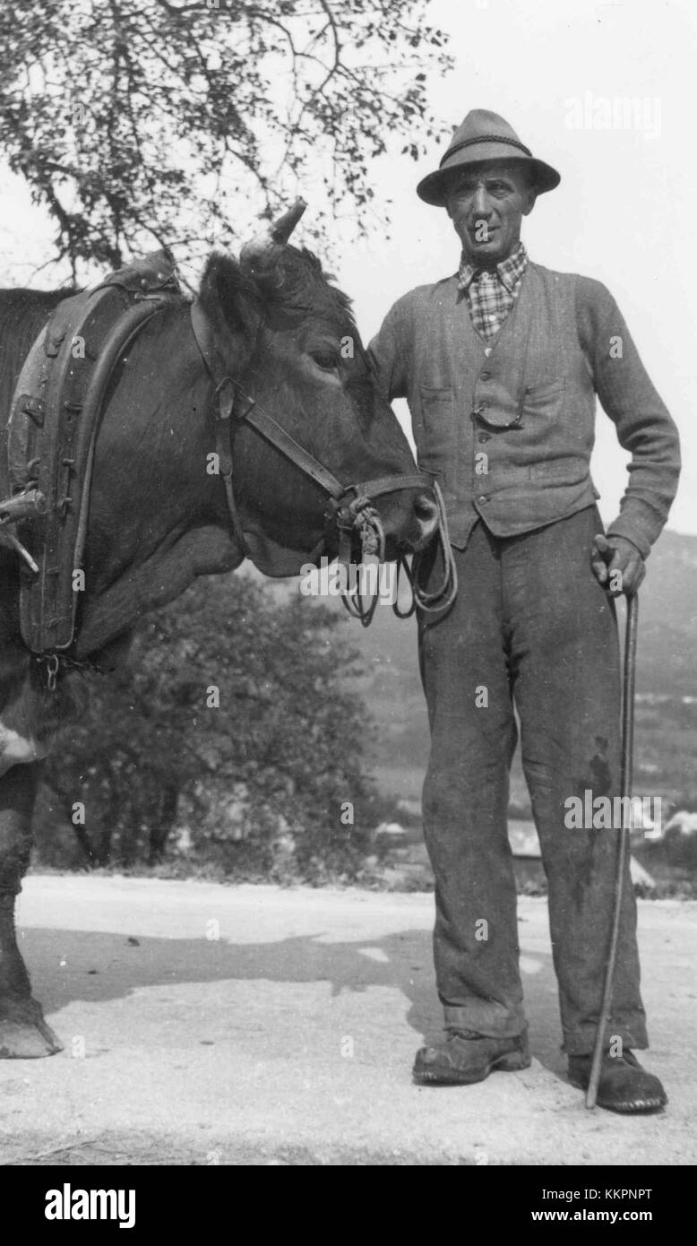 This historical photograph from 1951 shows a traditional agricultural ...