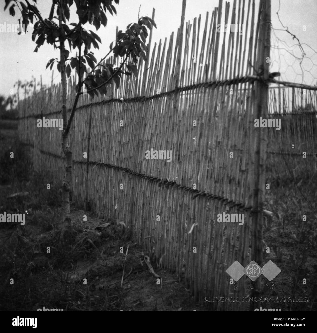 A photograph of a garden fence made from canes (reed), taken in 1949 ...