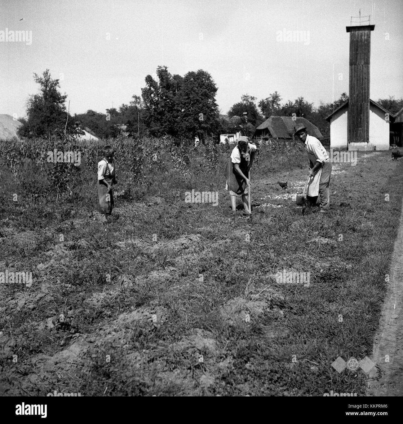 A historical photograph from 1950 showing people digging potatoes in ...