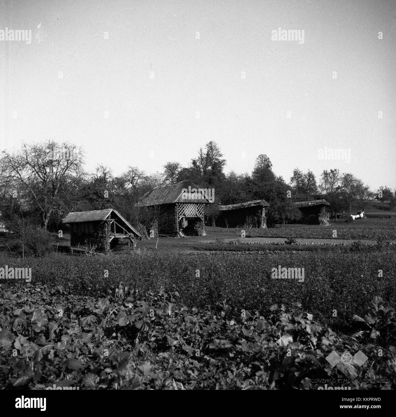 Razni kozolci na robu Sv. Vrha 1951 (2 Stock Photo - Alamy