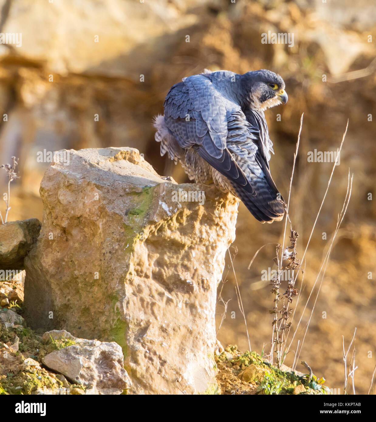 Peregrine Falcon in Cotswold Hills quarry Stock Photo - Alamy
