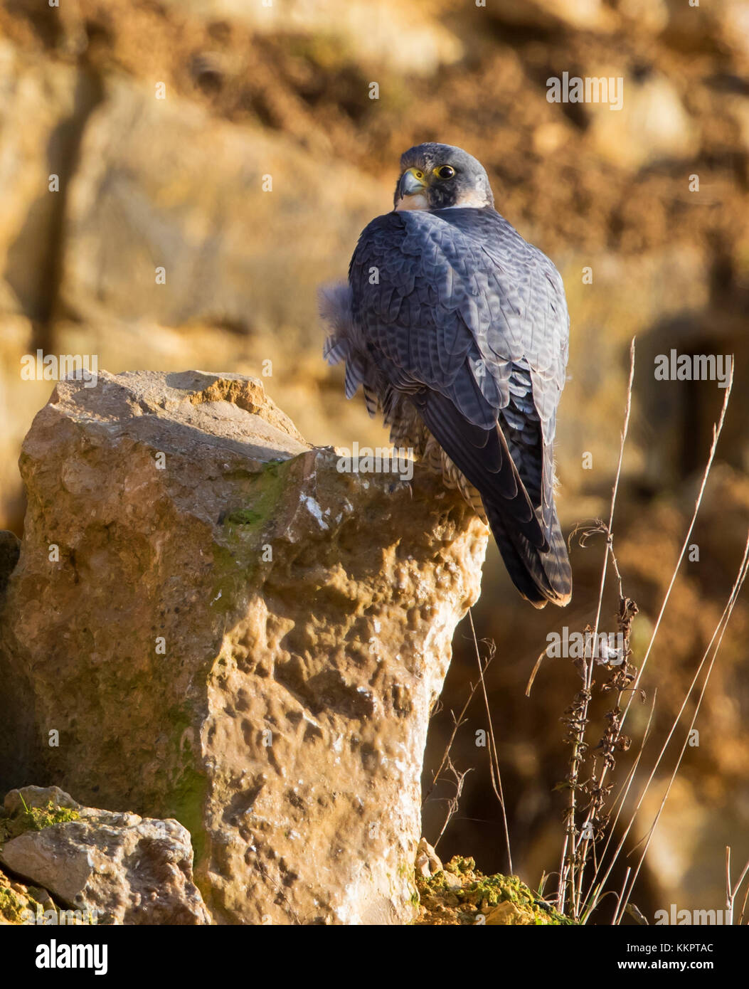 Peregrine Falcon in Cotswold Hills quarry Stock Photo - Alamy
