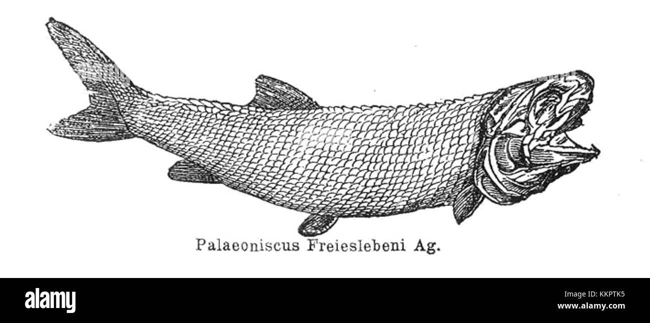 Extinct species study Cut Out Stock Images & Pictures - Alamy