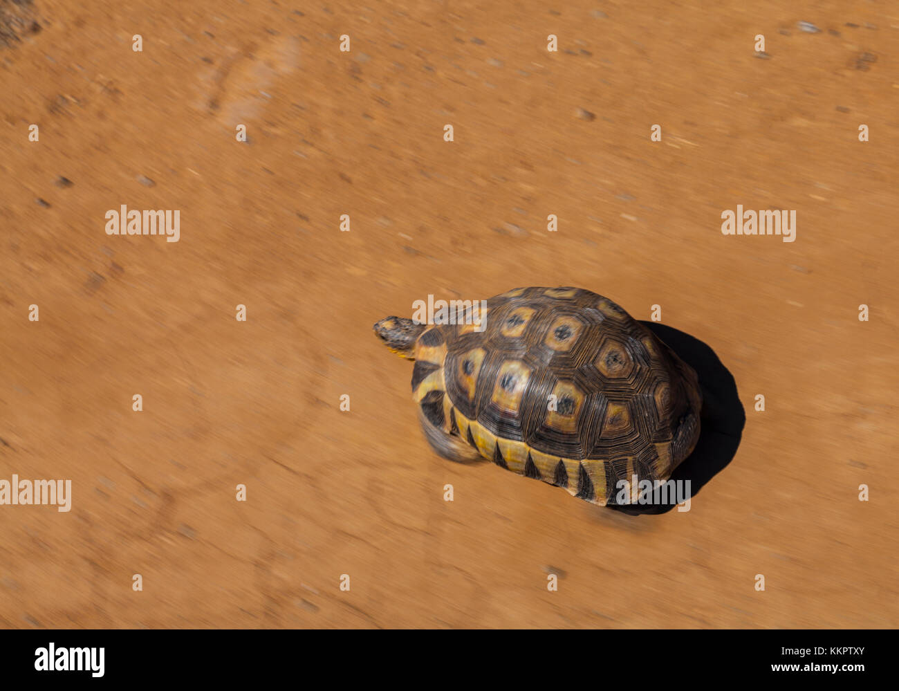 Turtle, Doringbaai, Western Cape province, South Africa, Africa Stock ...