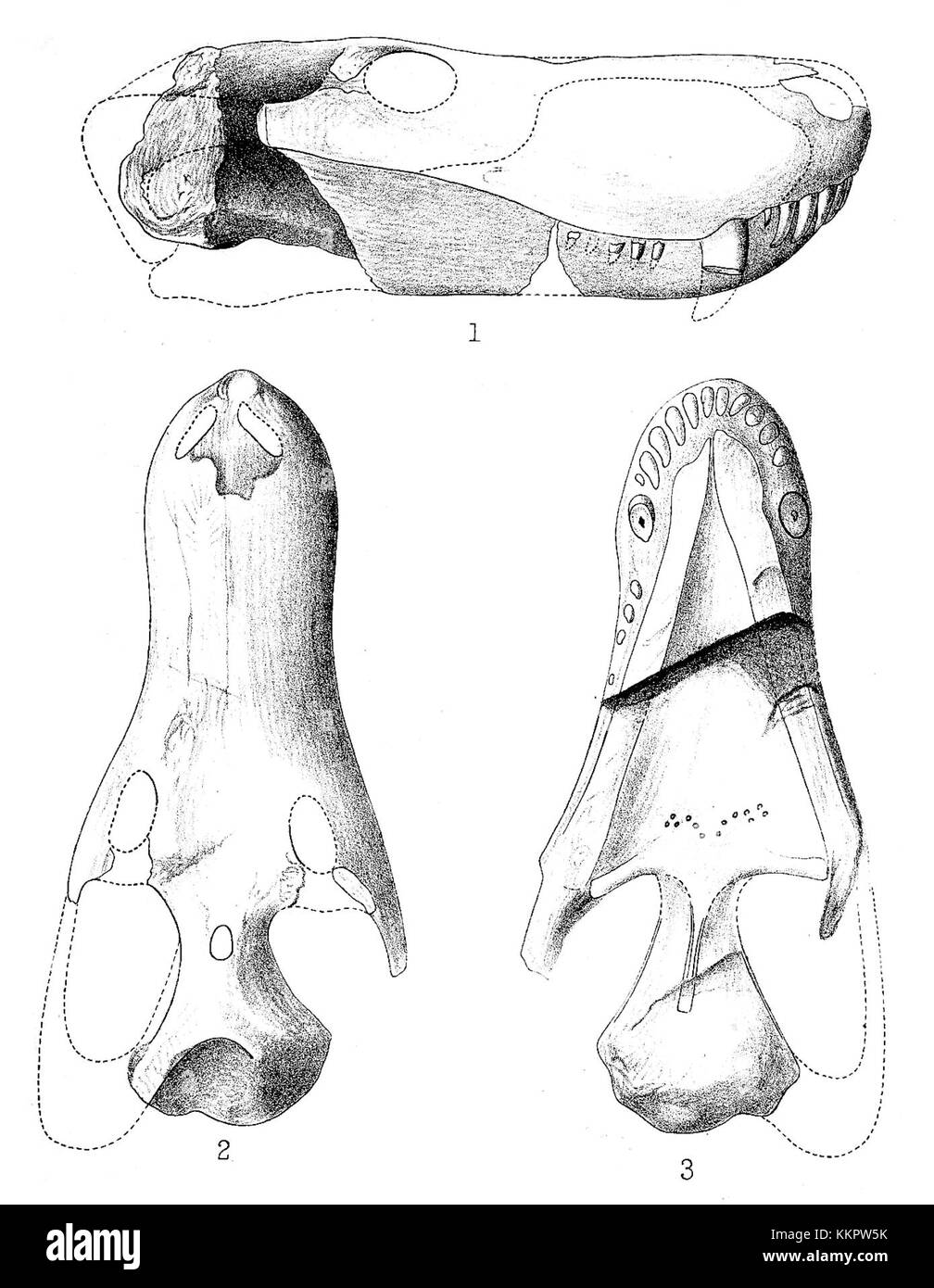 A scientific illustration of Glanosuchus macrops, an extinct genus of ...