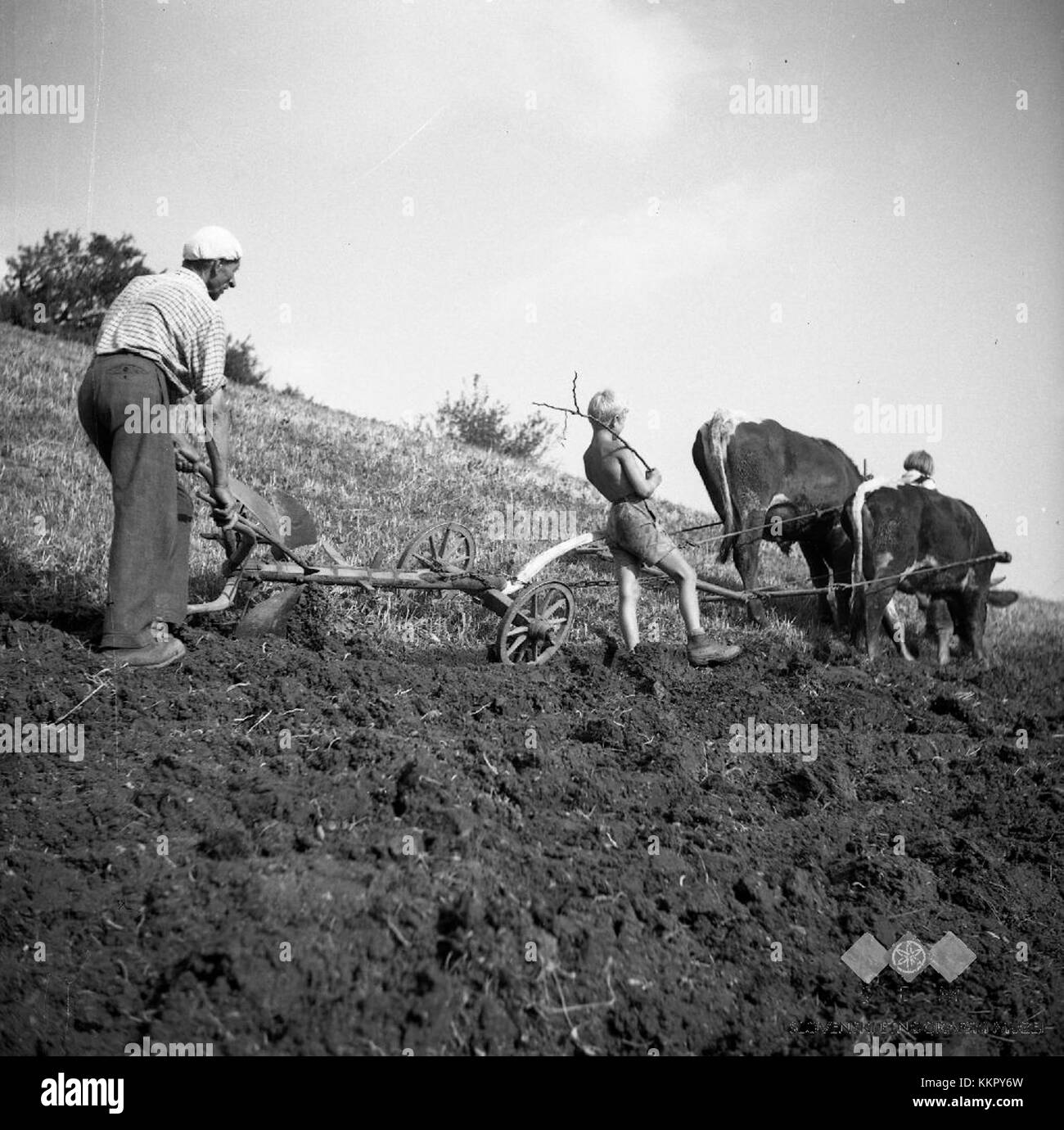 The photograph from 1954 shows traditional farming techniques in ...