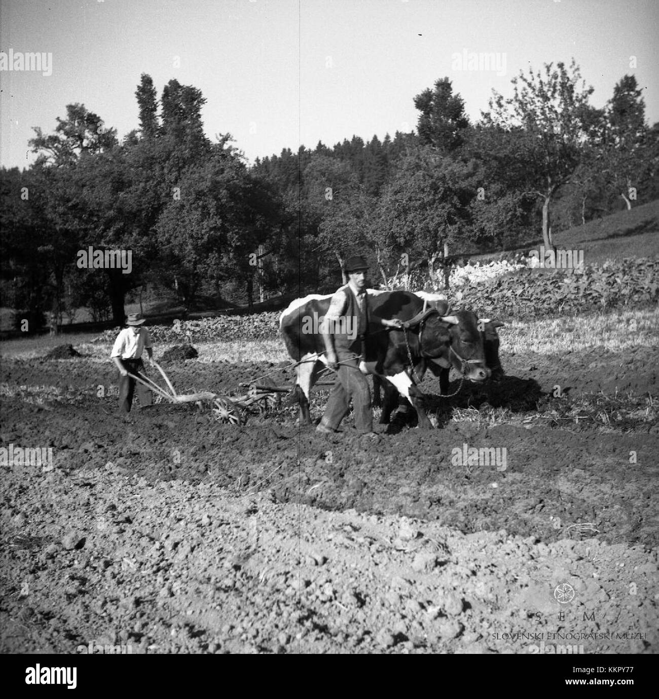 This photograph from 1954 shows Kikeljnovi farmers from Prapetnega ...