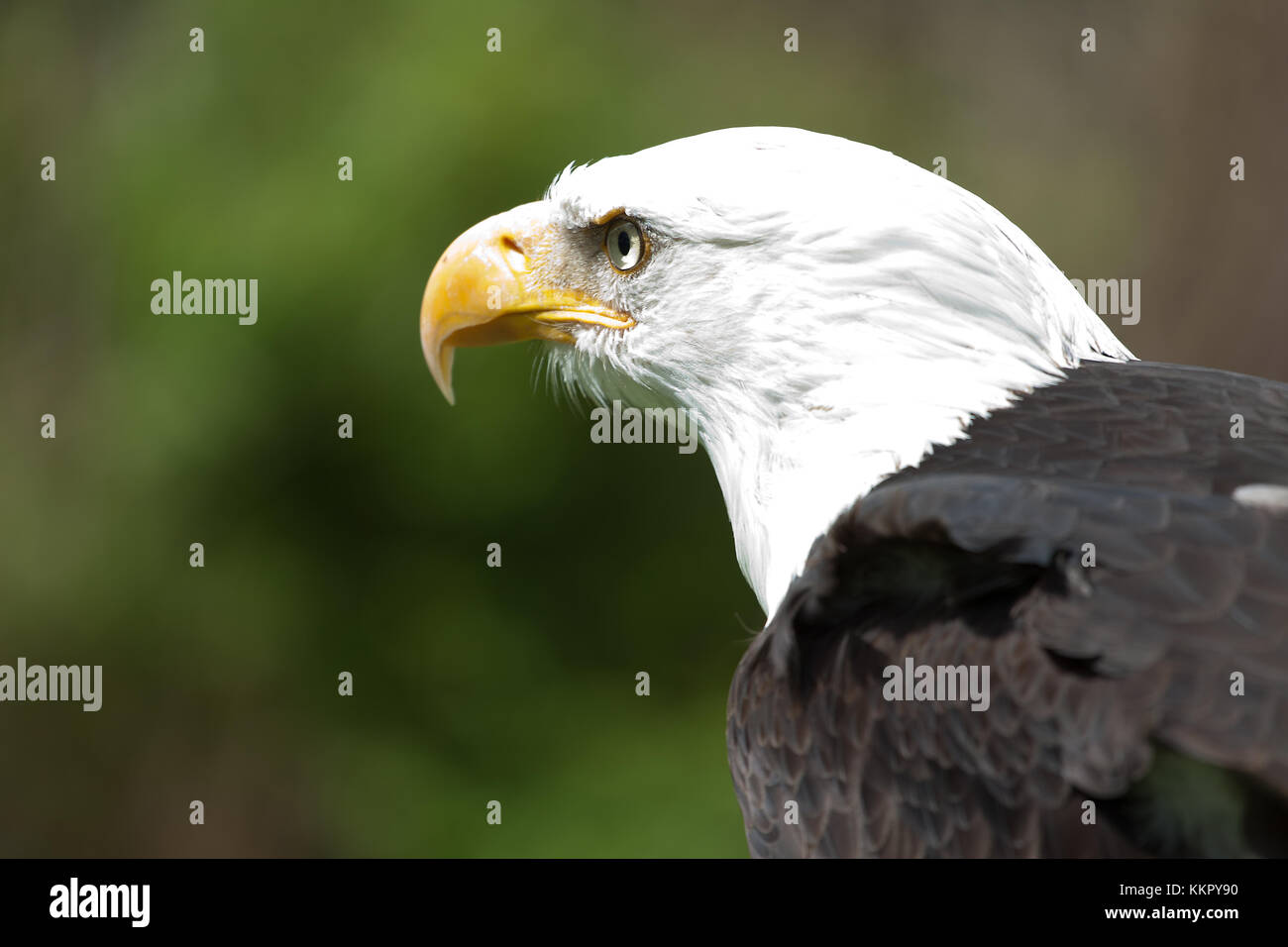 Strong Eagle High Resolution Stock Photography and Images - Alamy
