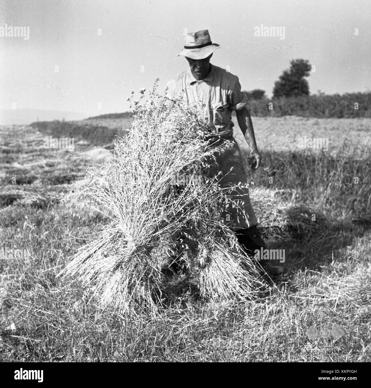 Snope ovsa stavljajo v statve, Tatre 1955 Stock Photo - Alamy
