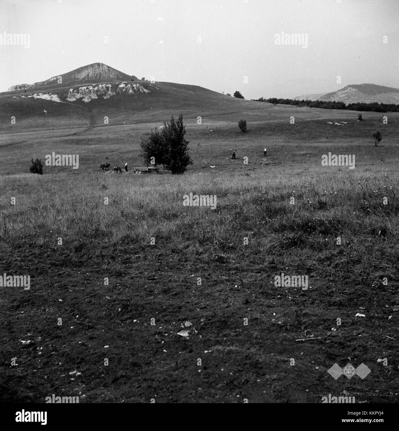 Slavnik from Malega Slavnika, dated 1955, is a key historical and ...