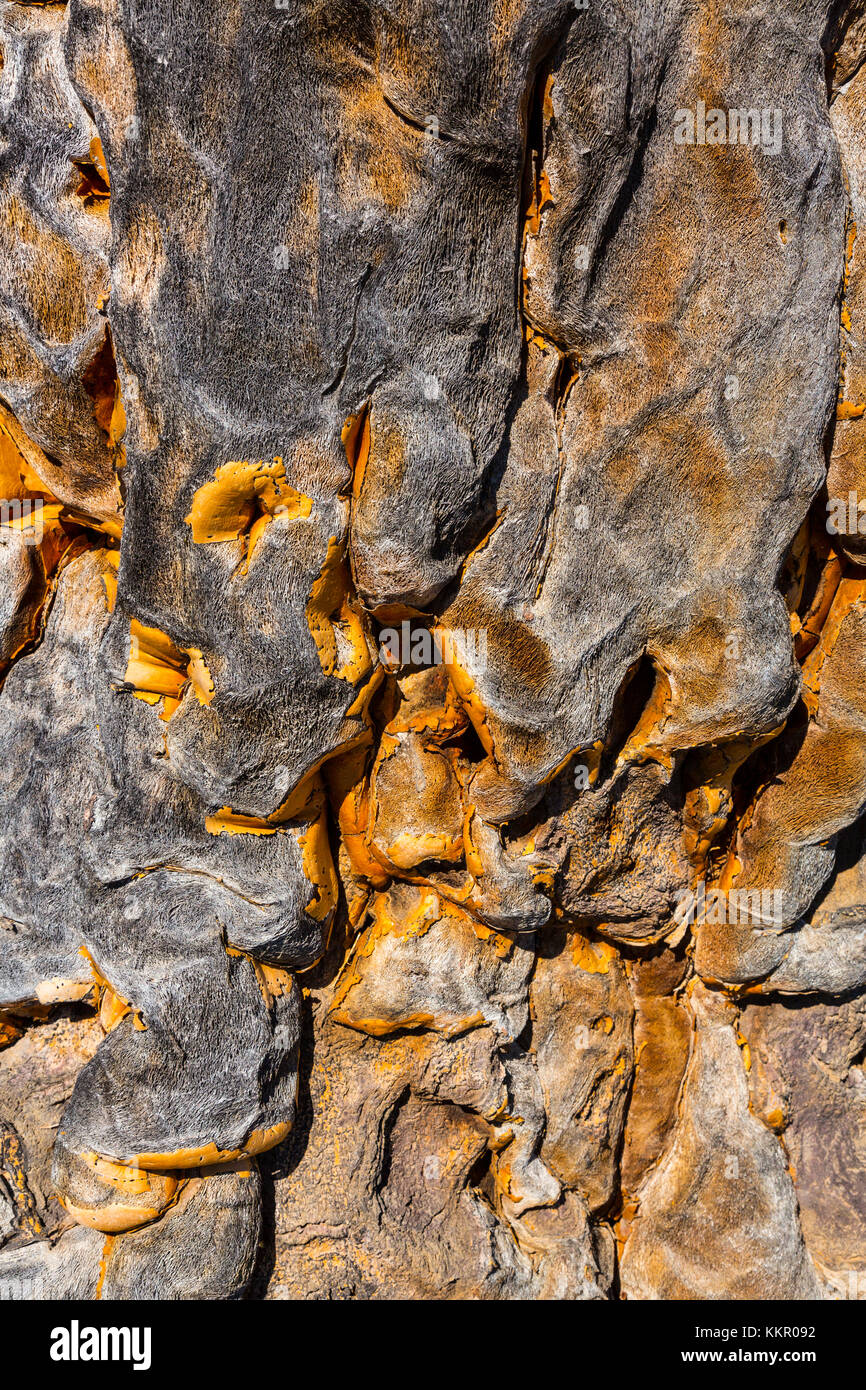 Kiver Tree - Kokerboom Forest, Nieuwoudtville, Namaqualand, Northern ...