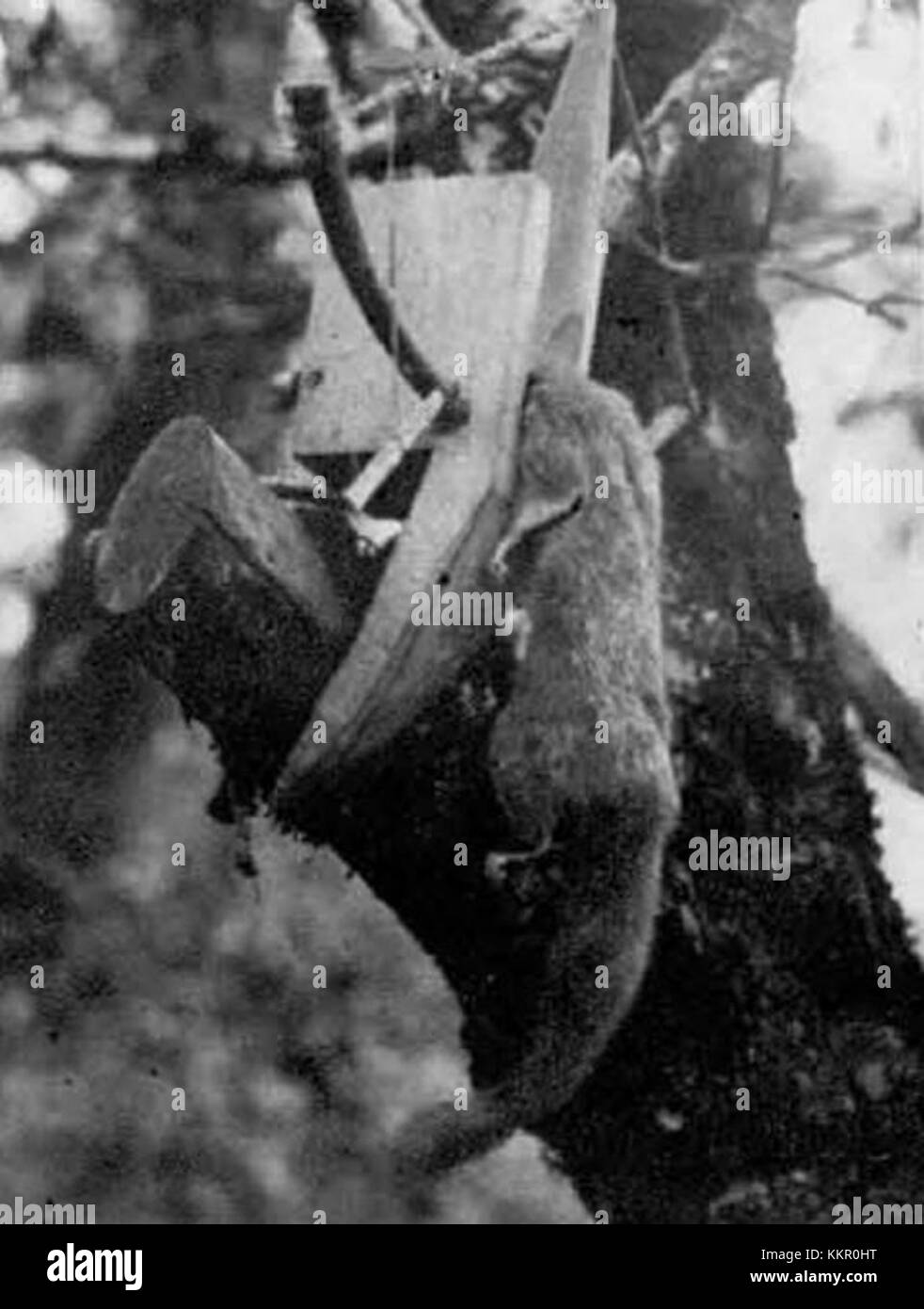 Owl lovers Black and White Stock Photos & Images - Alamy