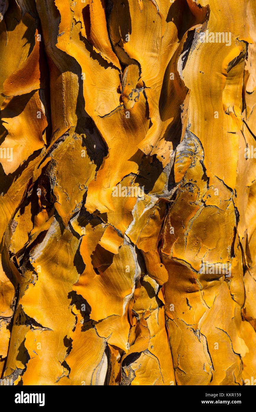 Kiver Tree - Kokerboom Forest, Nieuwoudtville, Namaqualand, Northern ...