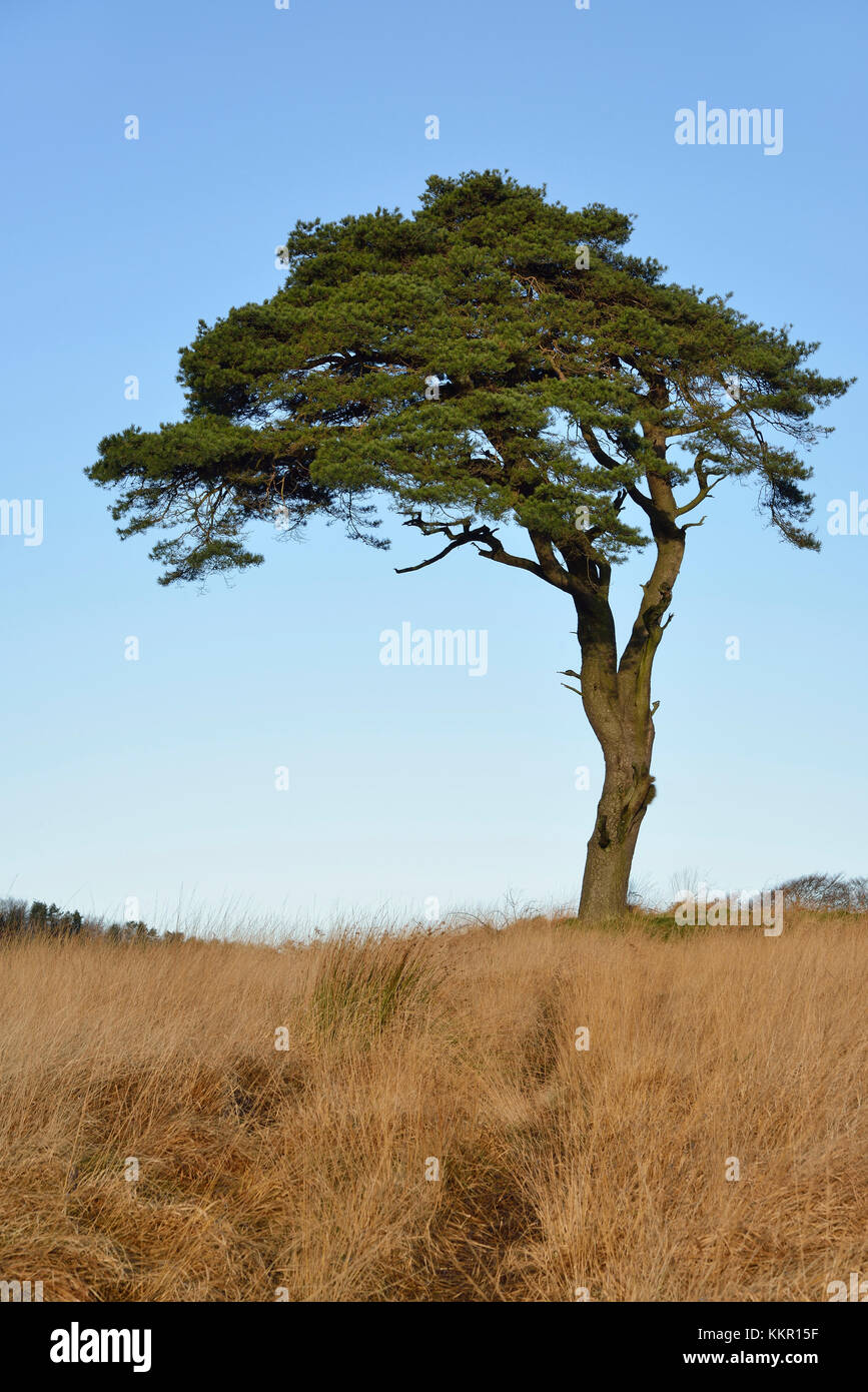 One pinus tree hi-res stock photography and images - Alamy