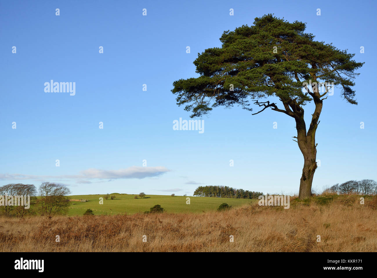 Scots Pine Tree - Pinus sylvestris, and North Hill, Waldegrave Pool ...