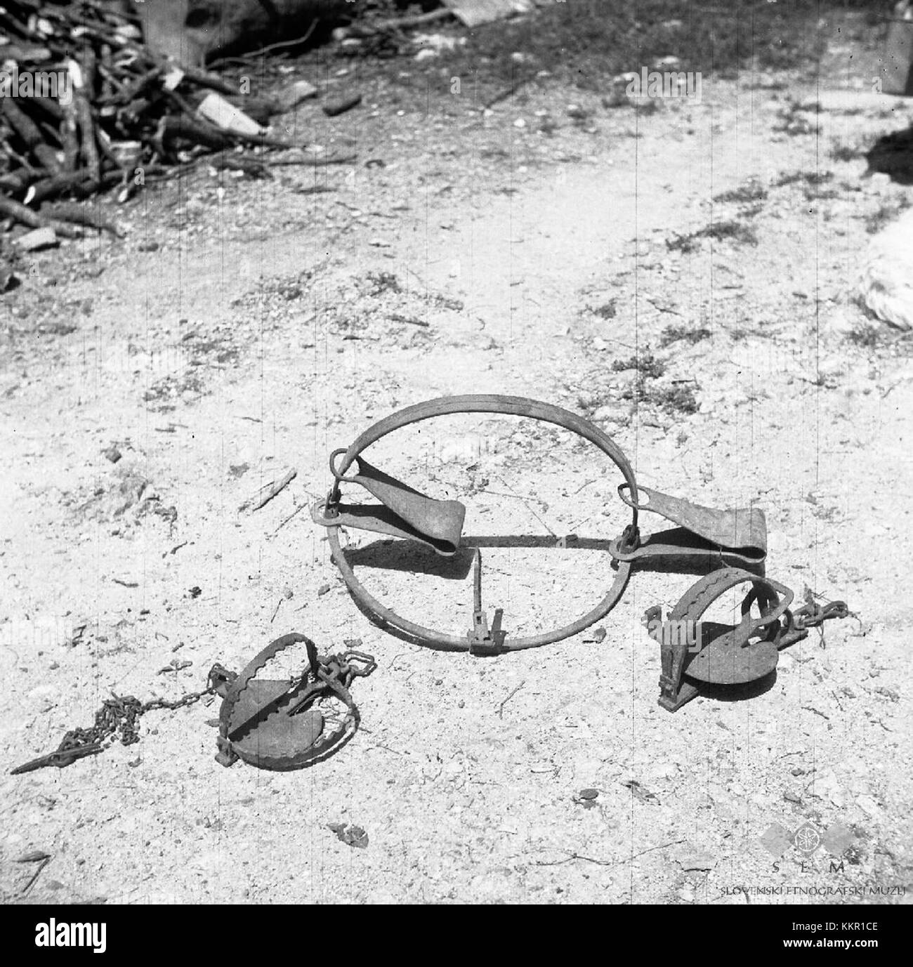 A photo from 1959 showing traps set for foxes, badgers, and martens in ...