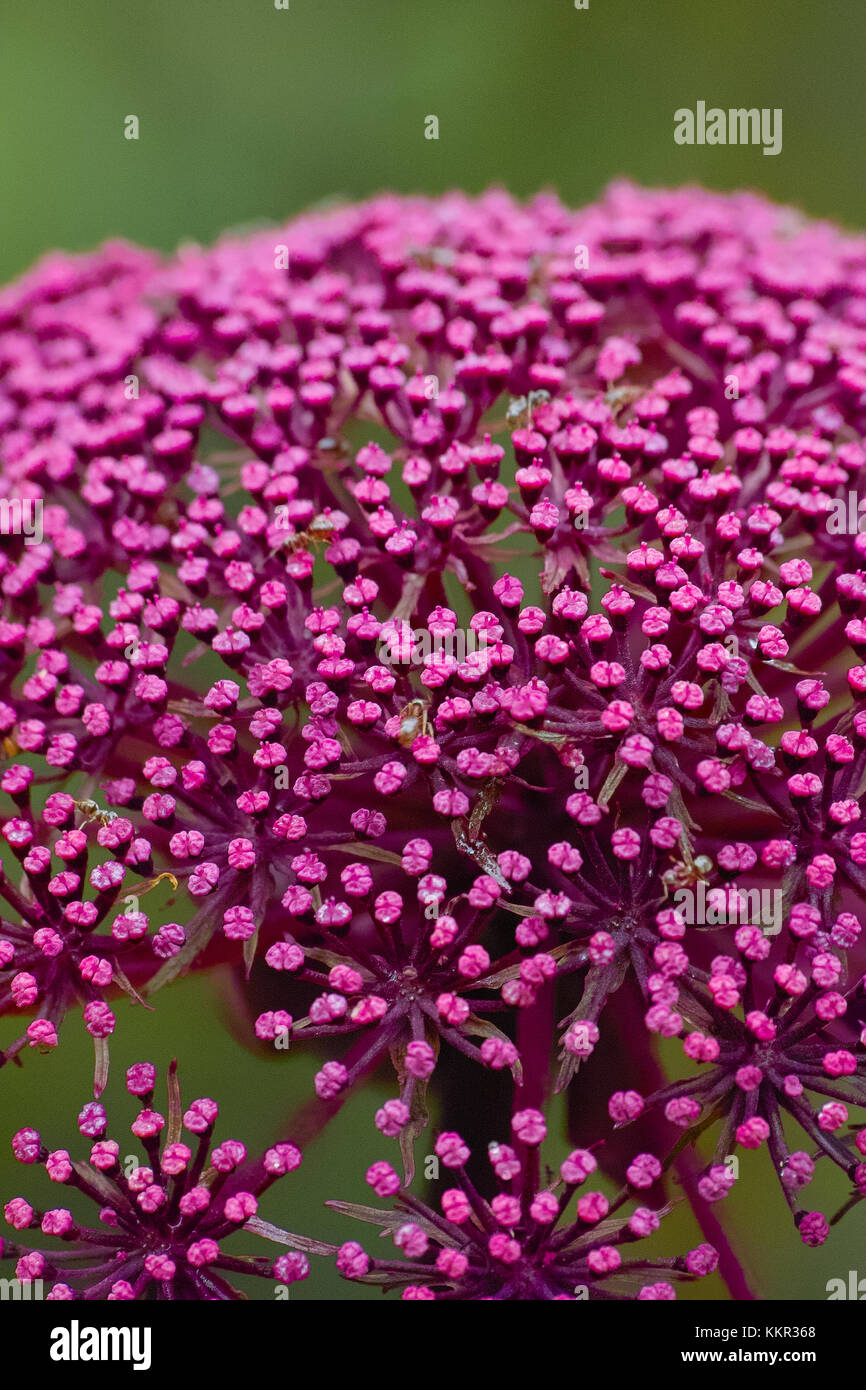 Burgundy inflorescence with purple flowers of Giant Korean Angelica ...